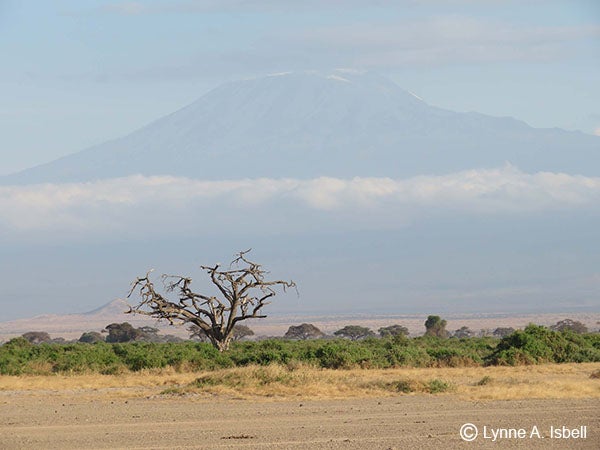 Research – Lynne A. Isbell